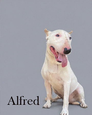 Alfred